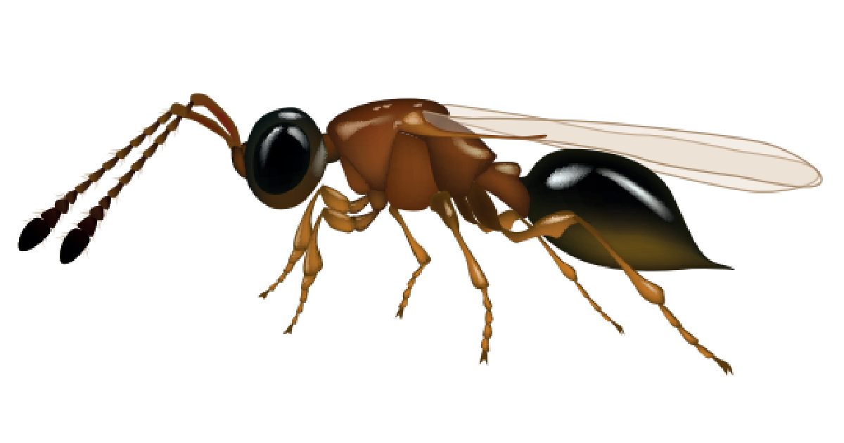 TRICHOPRIA DROSOPHILAE - Fitosistema: Inovação - Confiança - Eficácia