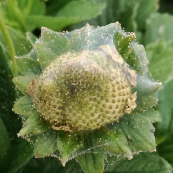 ISONET® Z – Fitosistema