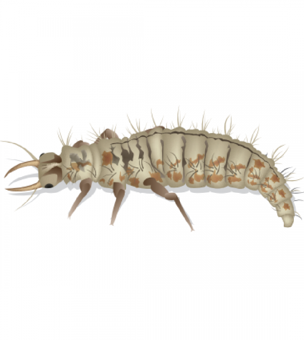CHRYSOPERLA CARNEA – CRISOPA – Fitosistema