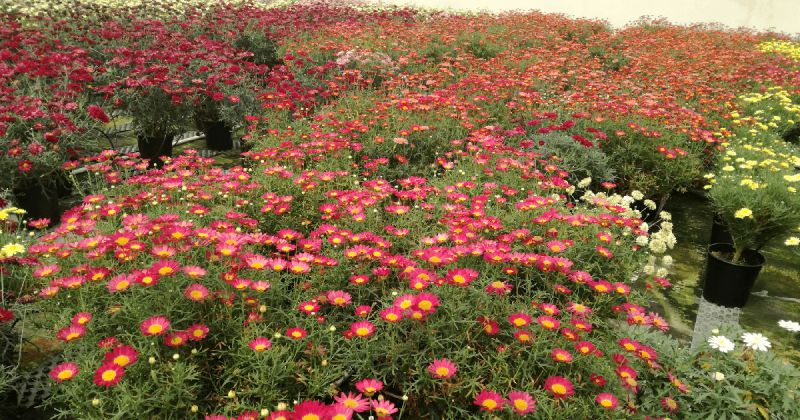 DAZIDE ENHANCE - Fitosistema: Inovação - Confiança - Eficácia