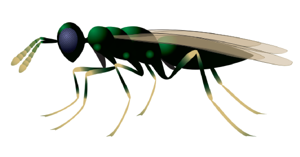 DIGLYPHUS ISAEA - Fitosistema: Inovação - Confiança - Eficácia