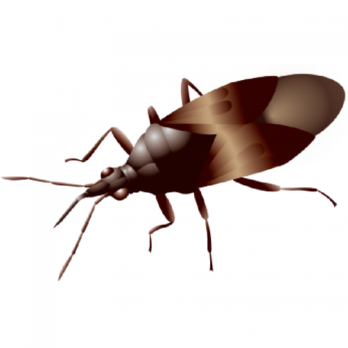 ANTHOCORIS NEMORALIS predador da psila da pereira e de outros psilídeos