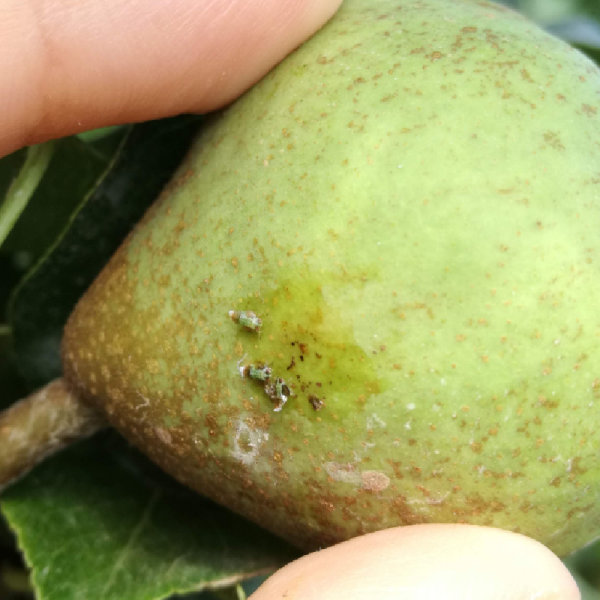 ANTHOCORIS NEMORALIS predador da psila da pereira e de outros psilídeos