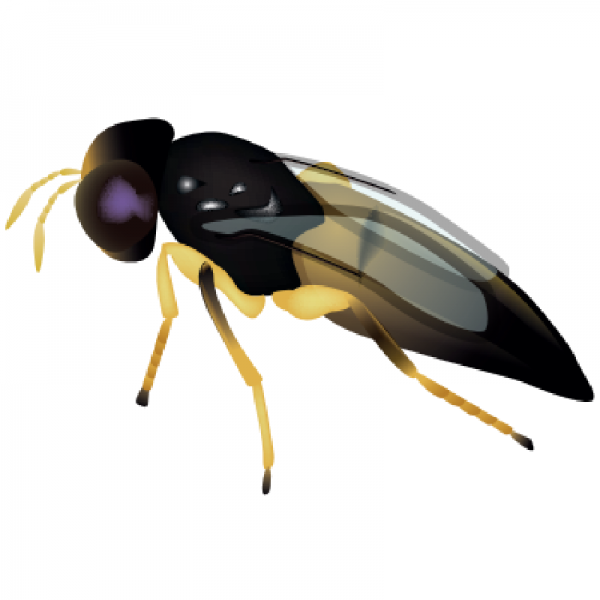 APHELINUS ABDOMINALIS parasitóide de afídeos Macrosiphum e Aulacorthum