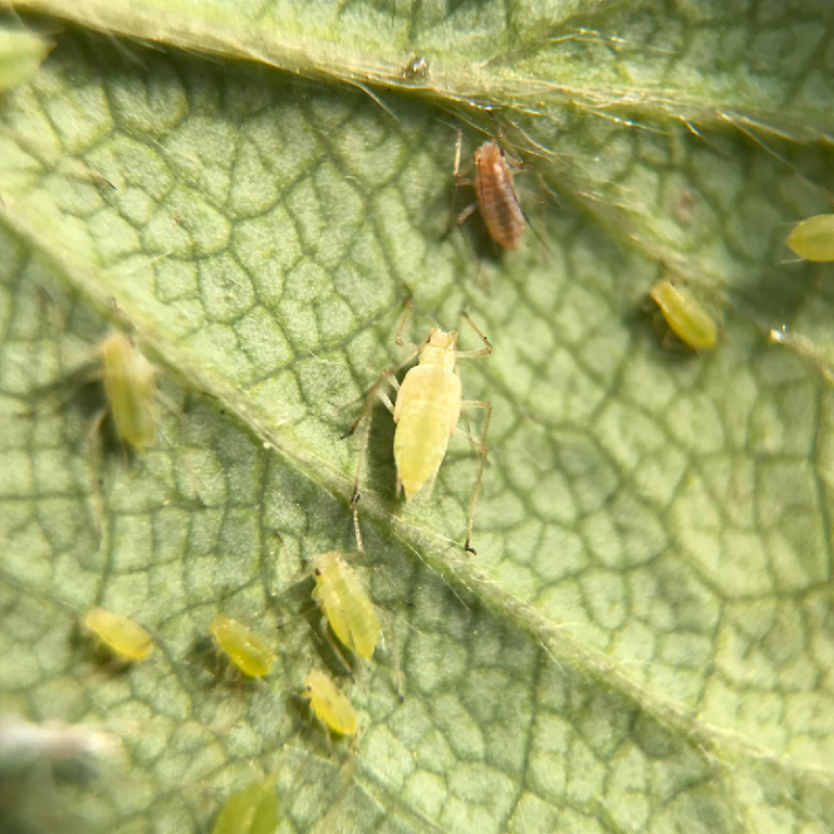 𝐴𝑃𝐻𝐼𝐷𝑂𝐿𝐸𝑇𝐸𝑆 𝐴𝑃𝐻𝐼𝐷𝐼𝑀𝑌𝑍𝐴 predador voraz de afídeos