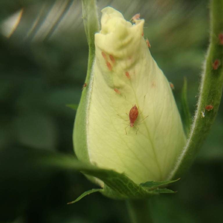 Chrysoperla carnea ou crisopa predador generalista de afídeos