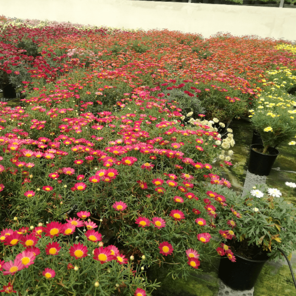 DAZIDE ENHANCE plantas mais robustas e compactas com caules mais curtos