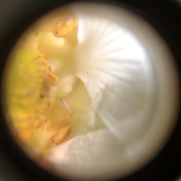 ENDOkit Manual® – Fitosistema